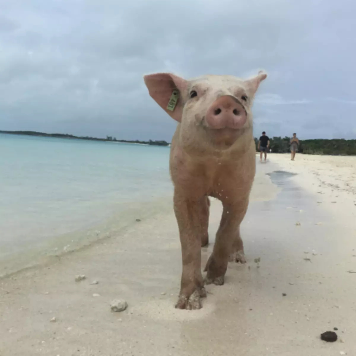 Lily Rose depp na ndị enyi na Bahamas: Foto na vidiyo 123924_3