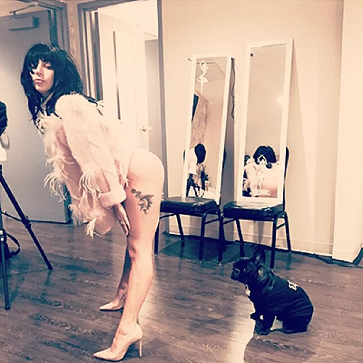 Lady Gaga amb mascota casolana