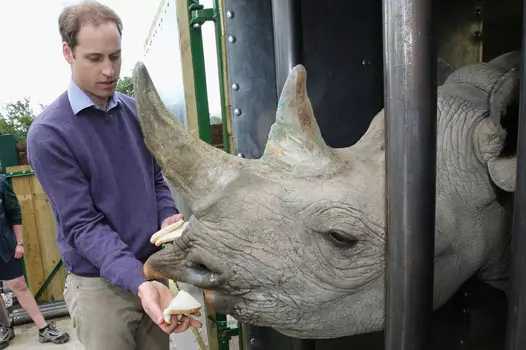 Le prince William s'est levé pour protéger les rhinocéros 318254_2