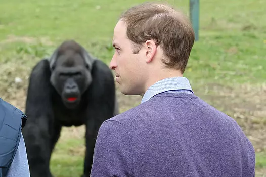 Le prince William s'est levé pour protéger les rhinocéros 318254_7