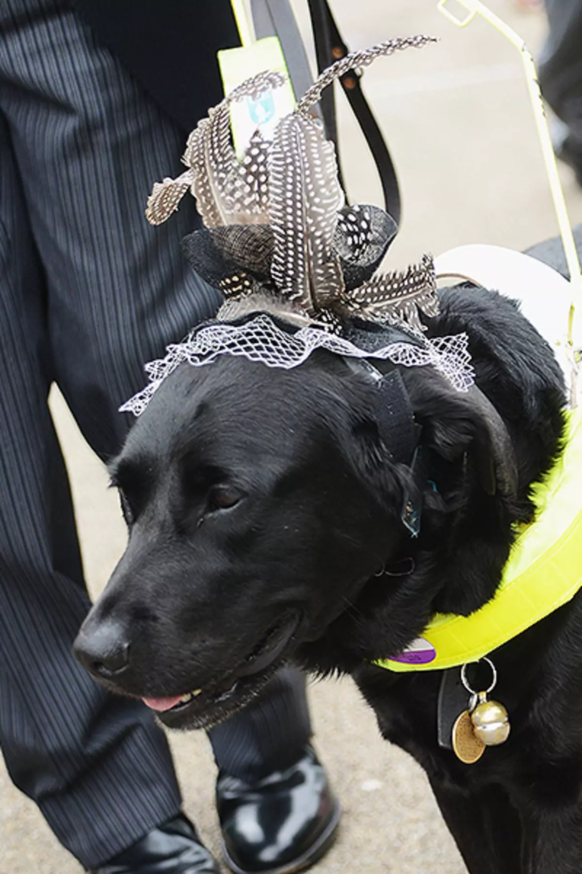 Letsatsi la boraro la Royal Ascot-2014: Ladies Day 322765_16