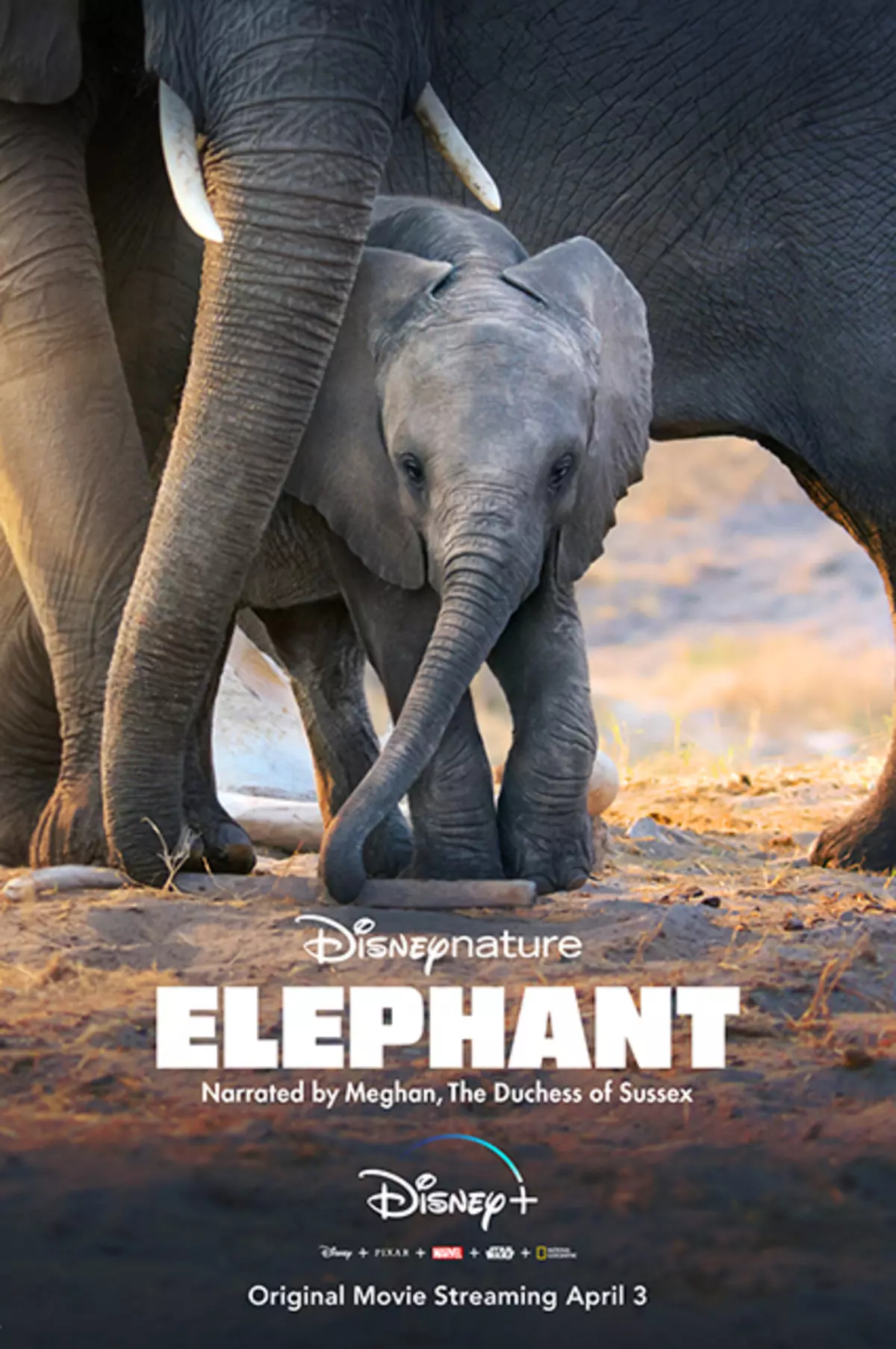 Poster Film Disneynature a elefan