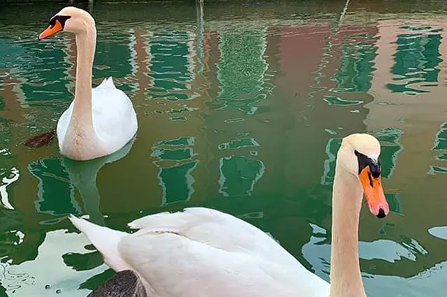 Un autre côté de l'épidémie de coronavirus: canards dans les fontaines de Rome, poissons à Venise canaux, air pur dans les villes