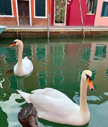 Swans sa Venice