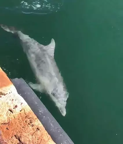 Les dauphins sont retournés à Cagliari