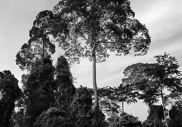 Fotoj de la pejzaĝoj de Borneo, kiuj faris la dukinon Cambridge Catherine